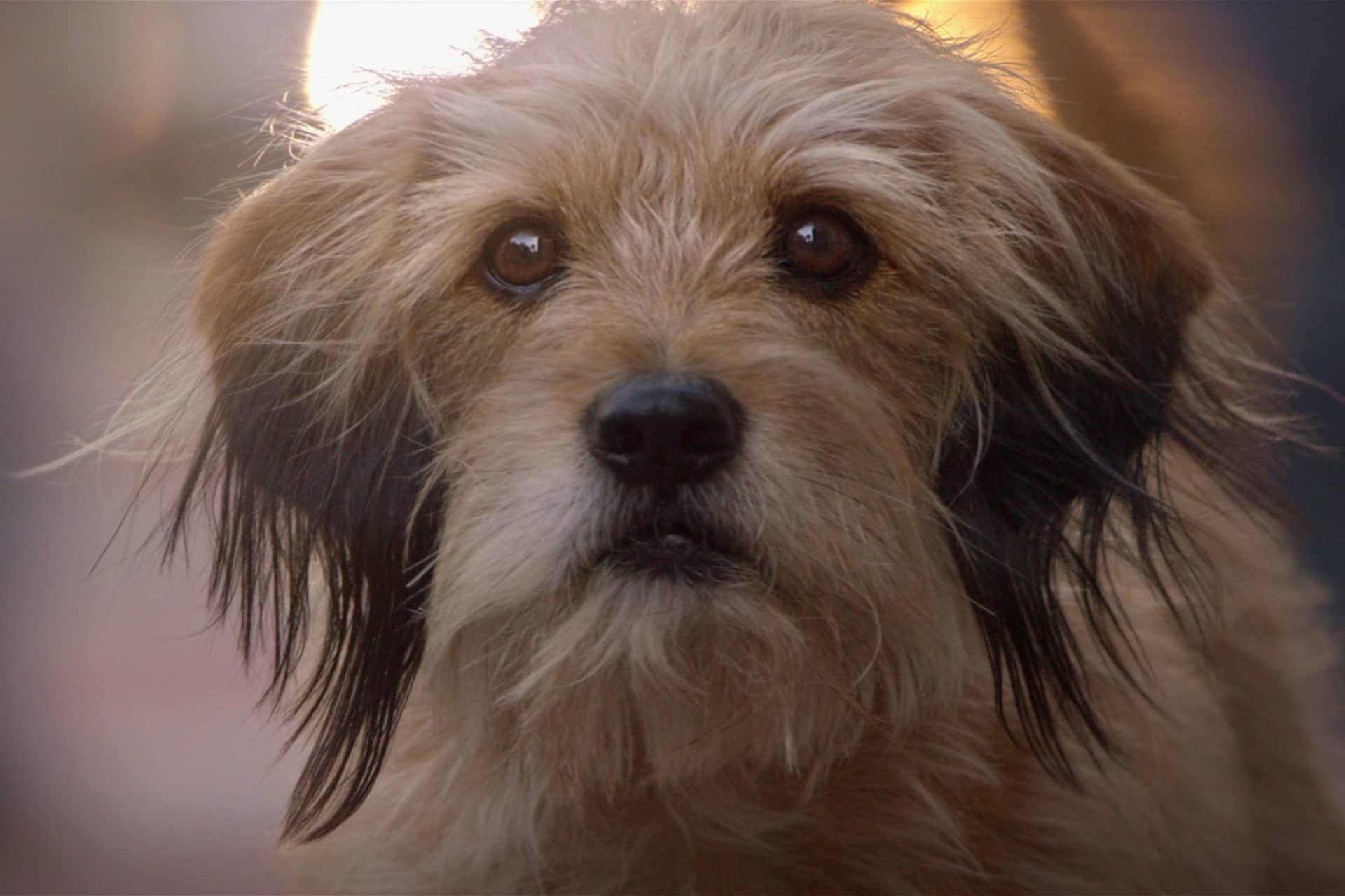 Benji | Prepare-se para chorar com o primeiro trailer do remake - Jovem ...